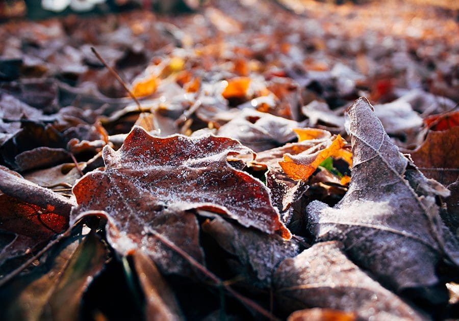 Why Fall Is A Perfect Time For Indoor Air Quality Treatment | Service ...
